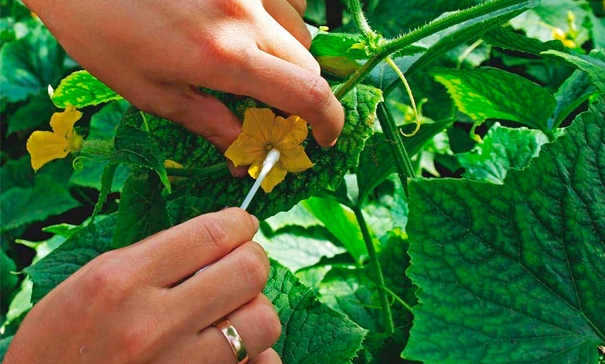 ARGETO Vegetable Seeds
