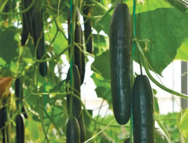 Hıyar | ARGETO Vegetable Seeds