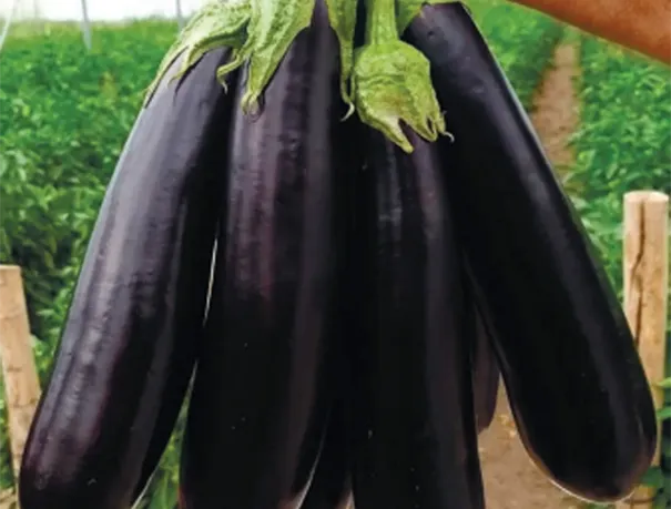 Patlıcan | ARGETO Vegetable Seeds