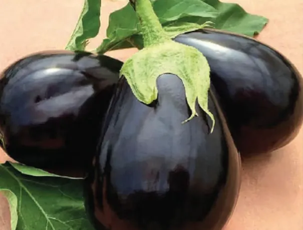 Patlıcan | ARGETO Vegetable Seeds