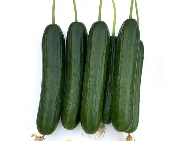 DONUK F1 SALTALIK ( HIYAR ) TOHUMU