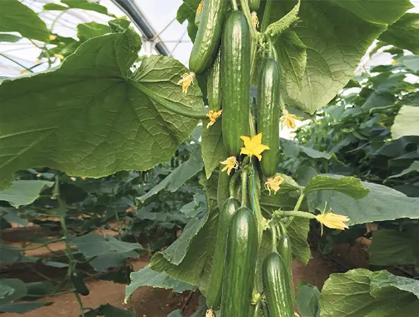 SENCER F1 SALTALIK ( HIYAR ) TOHUMU